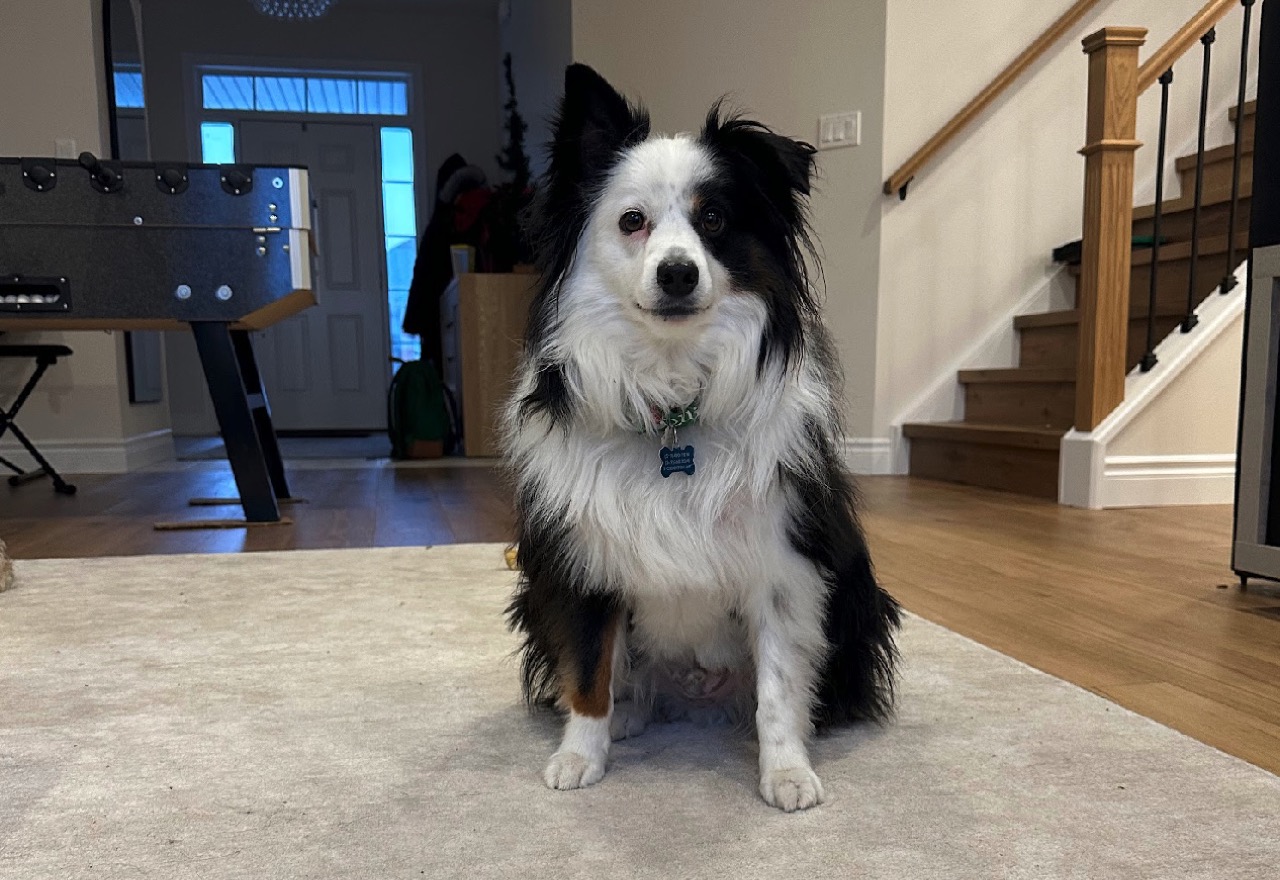 Find out if you've got what it takes to be crowned the dog breed ...