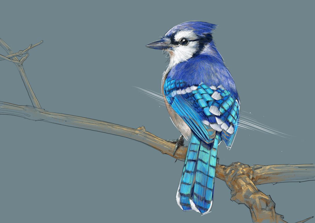 How Much Do You Know About Birds? - Oculoid