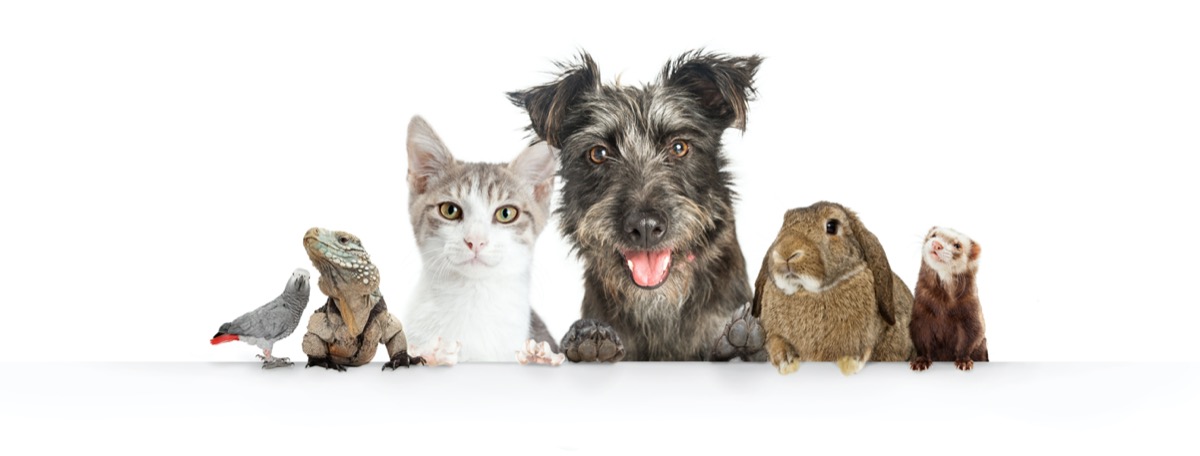 How Well Do You Know These Four-Legged Creatures? - Oculoid