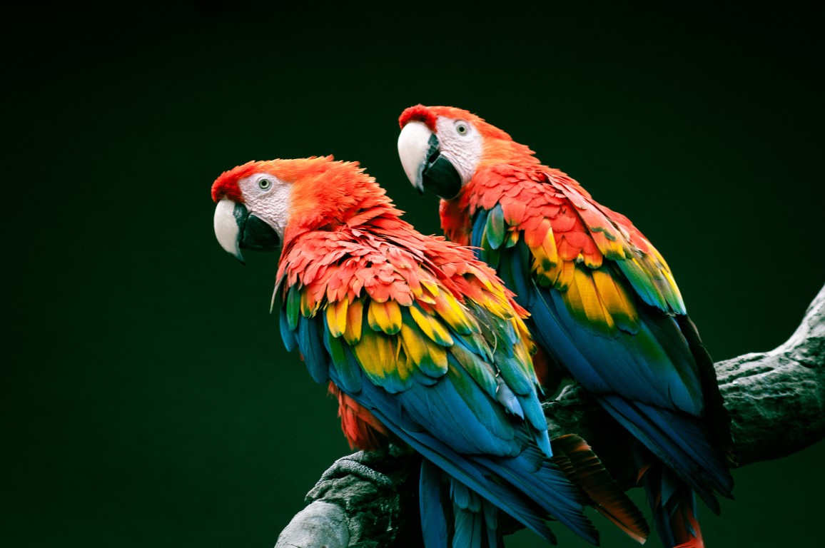 Squawk-tastic Parrot Trivia: Test Your Avian Knowledge - Oculoid